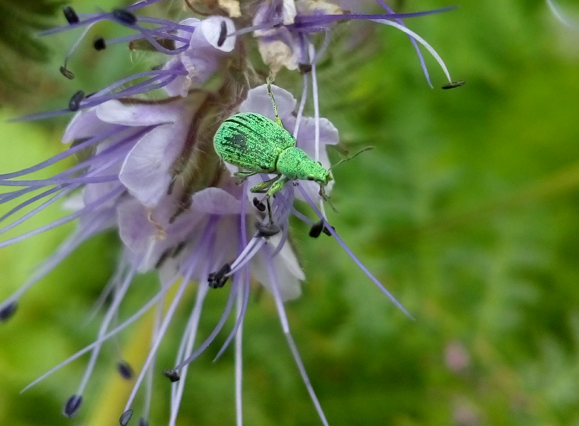 Insectes 2018 et printemps / été 2019 | Blog d'Alkaswaba